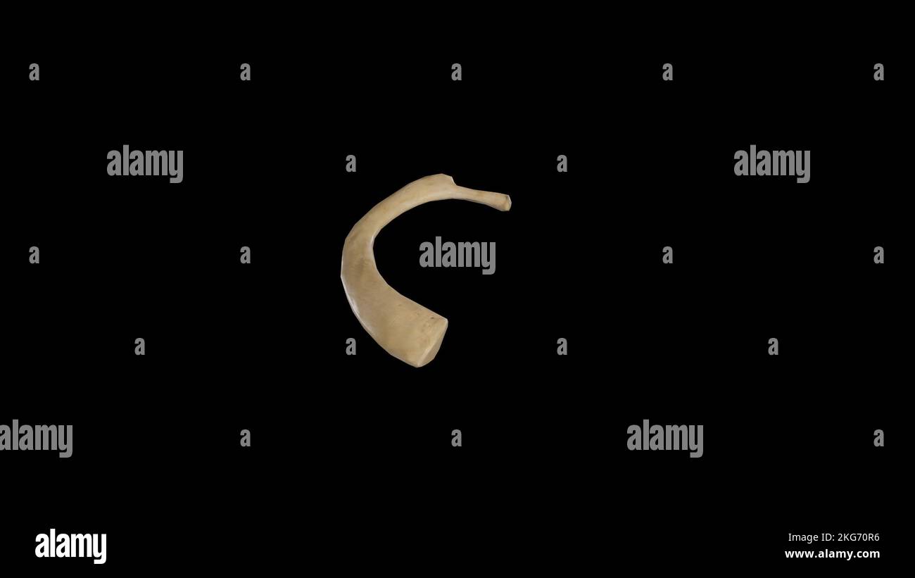 Anterior view of Right First Rib Stock Photo - Alamy