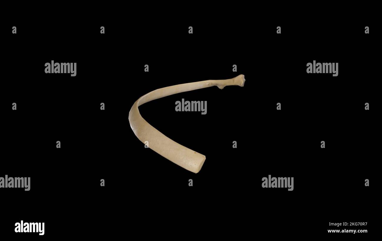 Anterior view of Right Fourth Rib Stock Photo - Alamy