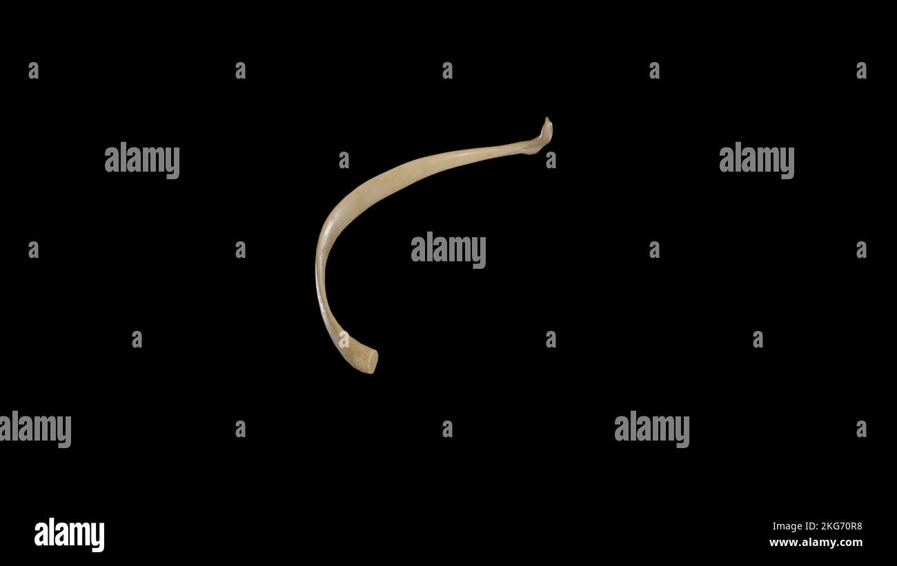 Anterior view of Right Ninth Rib Stock Photo - Alamy