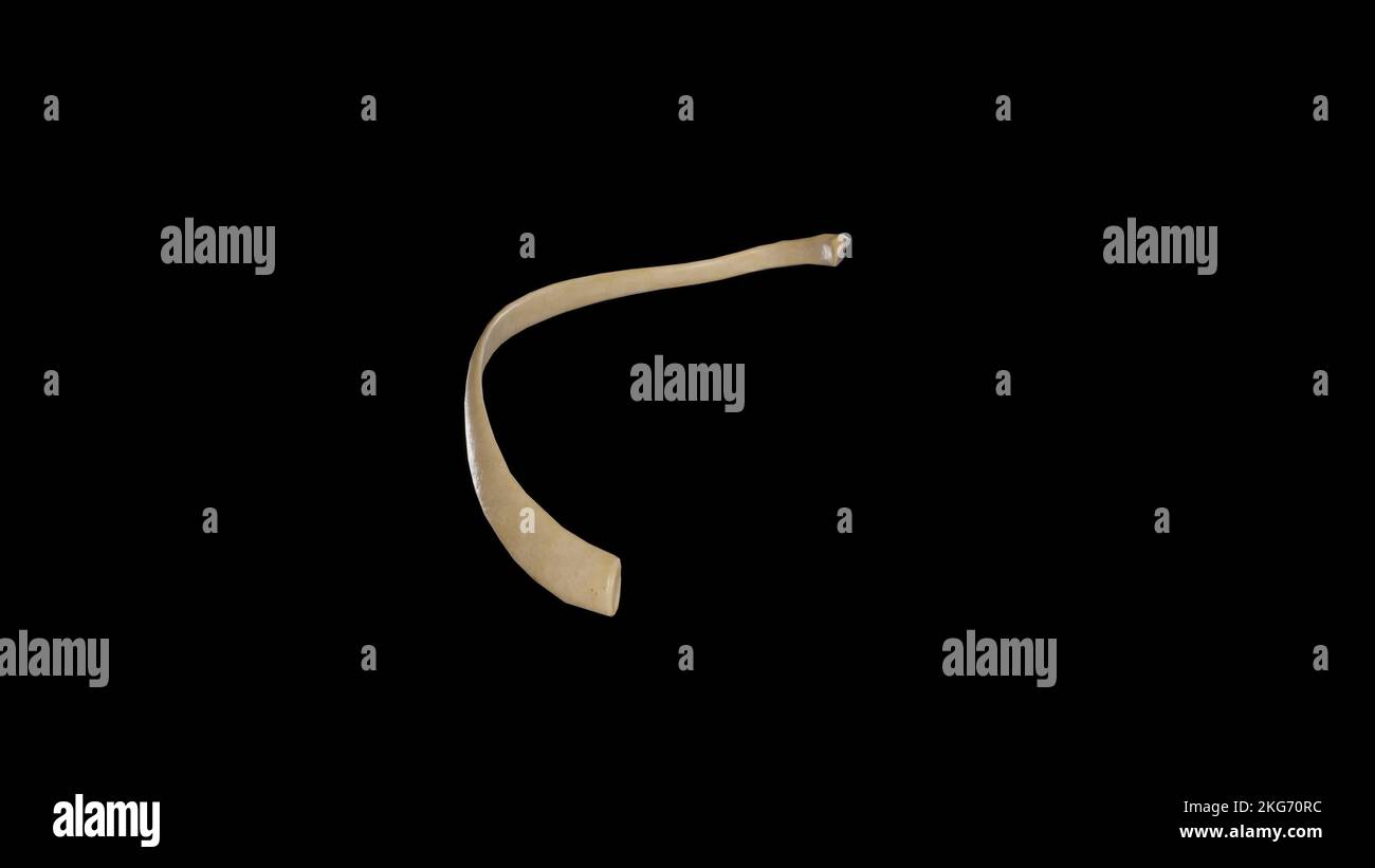 Anterior view of Right Sixth Rib Stock Photo - Alamy