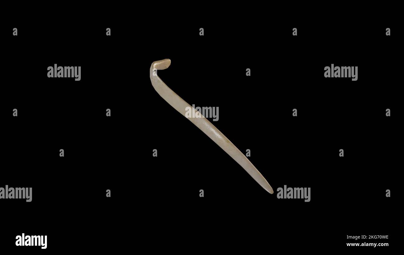 Lateral View of Right Eleventh Rib Stock Photo - Alamy