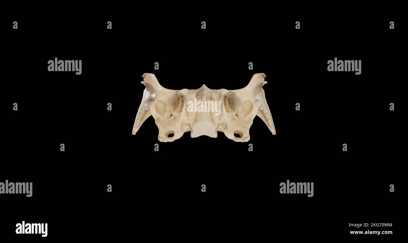Inferior view of Sphenoid Bone Stock Photo - Alamy