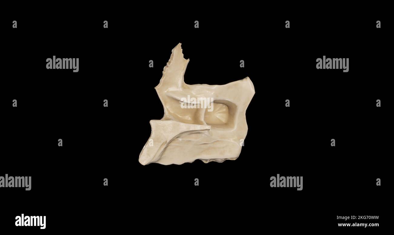 Maxillary process of zygomatic bone hi-res stock photography and images ...