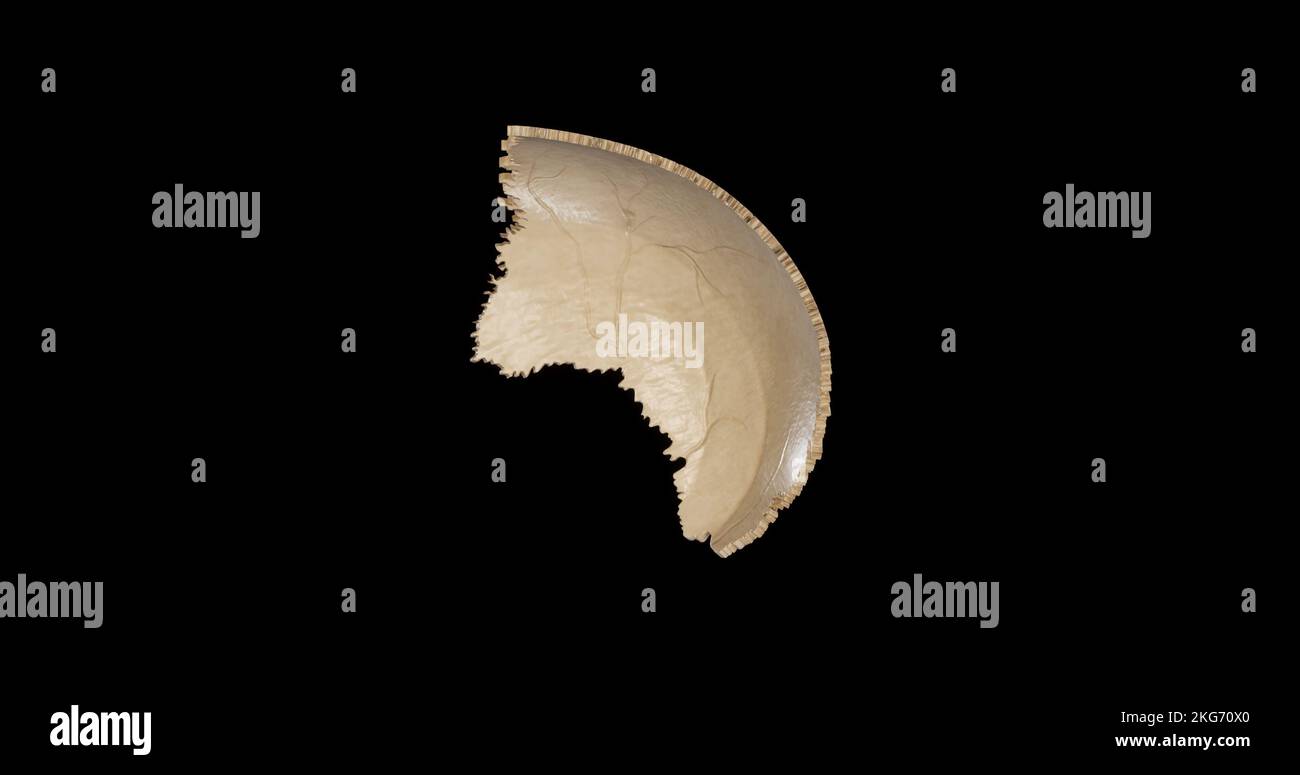 Left view of Right Parietal Bone Stock Photo - Alamy