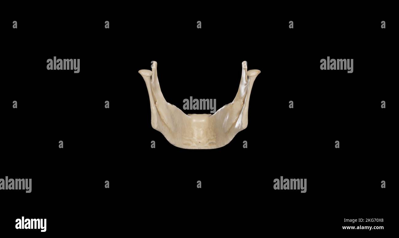 Posterior view of Mandible Stock Photo - Alamy