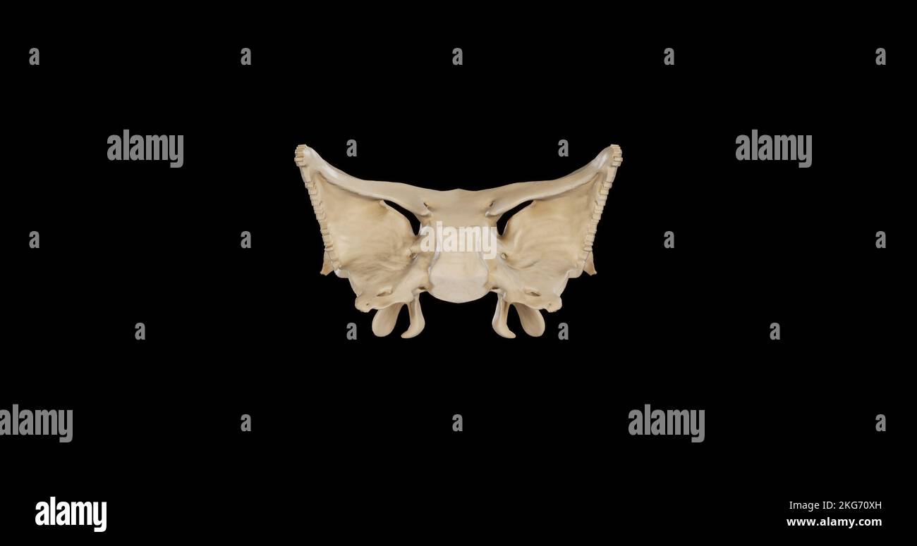 Posterior view of Sphenoid Bone Stock Photo - Alamy