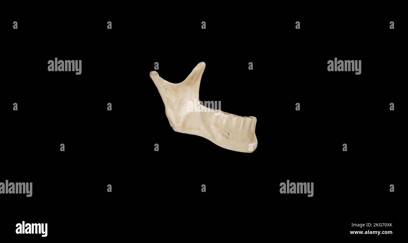 Lateral view of Mandible Stock Photo - Alamy