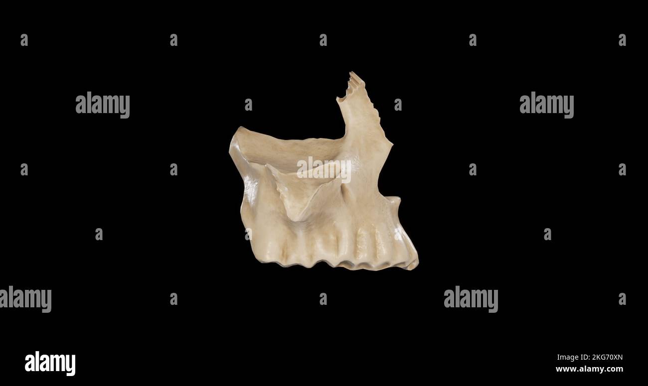 Maxillary process of zygomatic bone hi-res stock photography and images ...