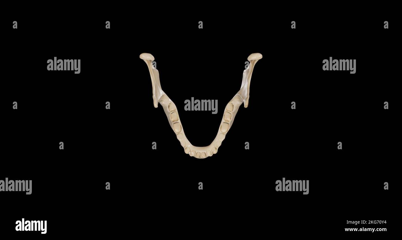 Superior view of Mandible Stock Photo - Alamy