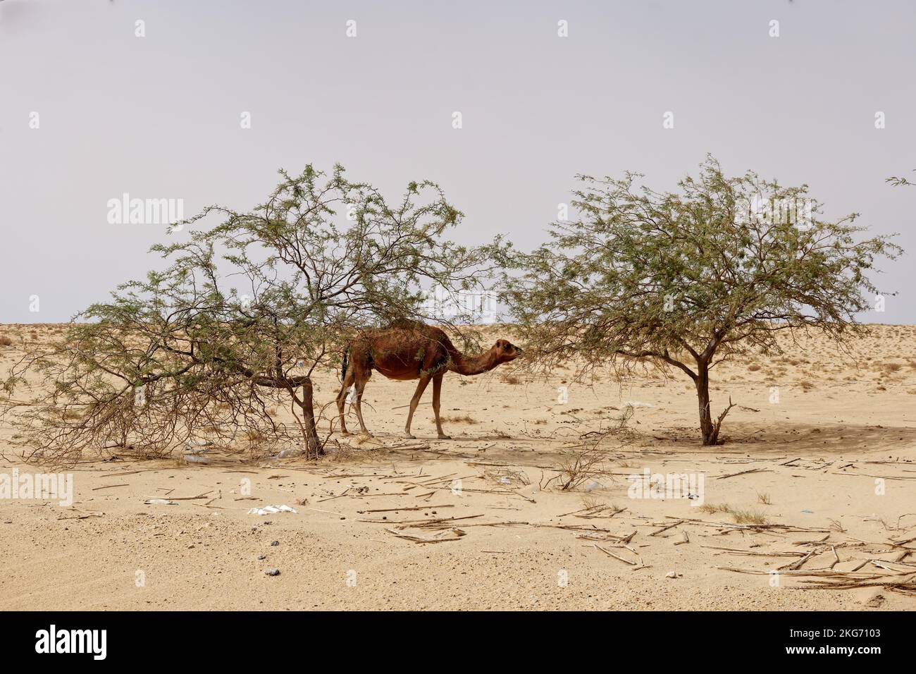 Camel in the desert eating leaves from the tree. Wild animals in their ...