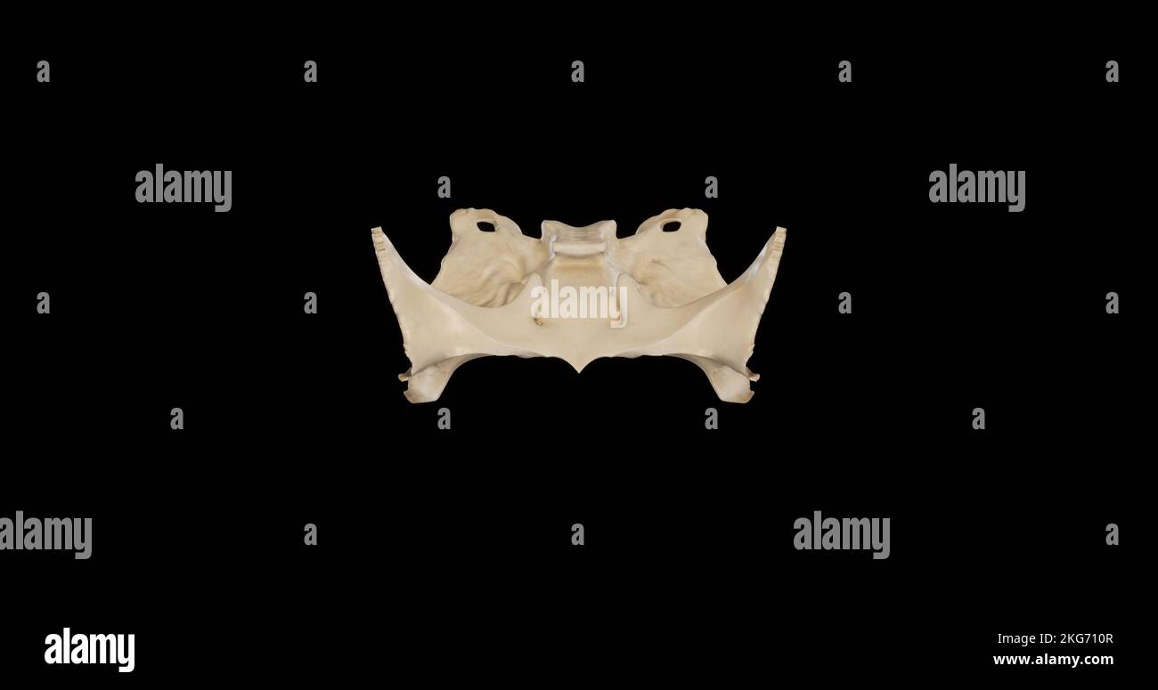 Superior view of Sphenoid Bone Stock Photo - Alamy