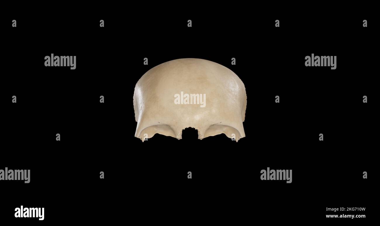 Anterior view of Frontal Bone Stock Photo - Alamy