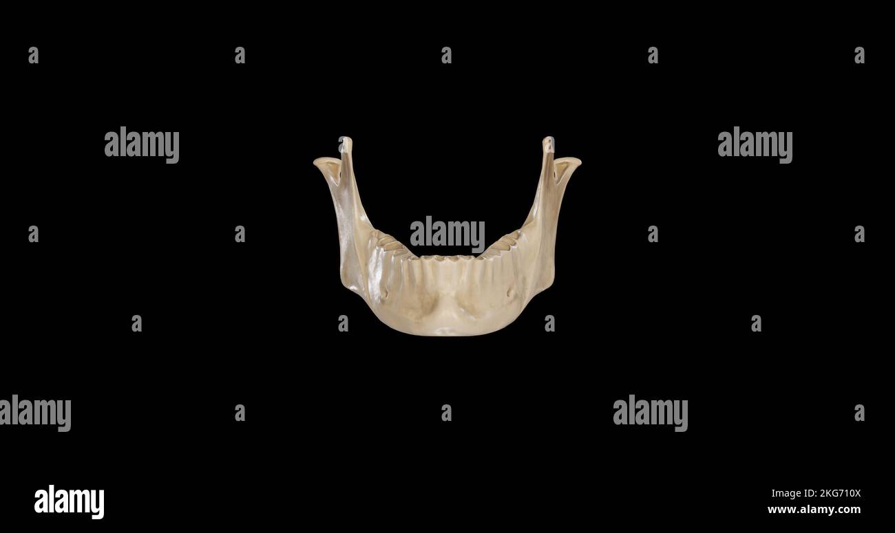 Anterior view of Mandible Stock Photo - Alamy