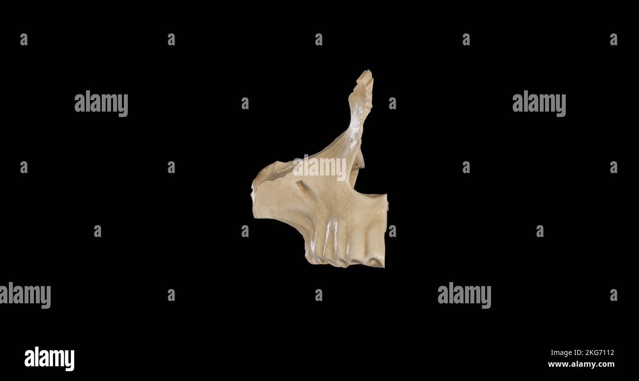 Maxillary process of zygomatic bone hi-res stock photography and images ...