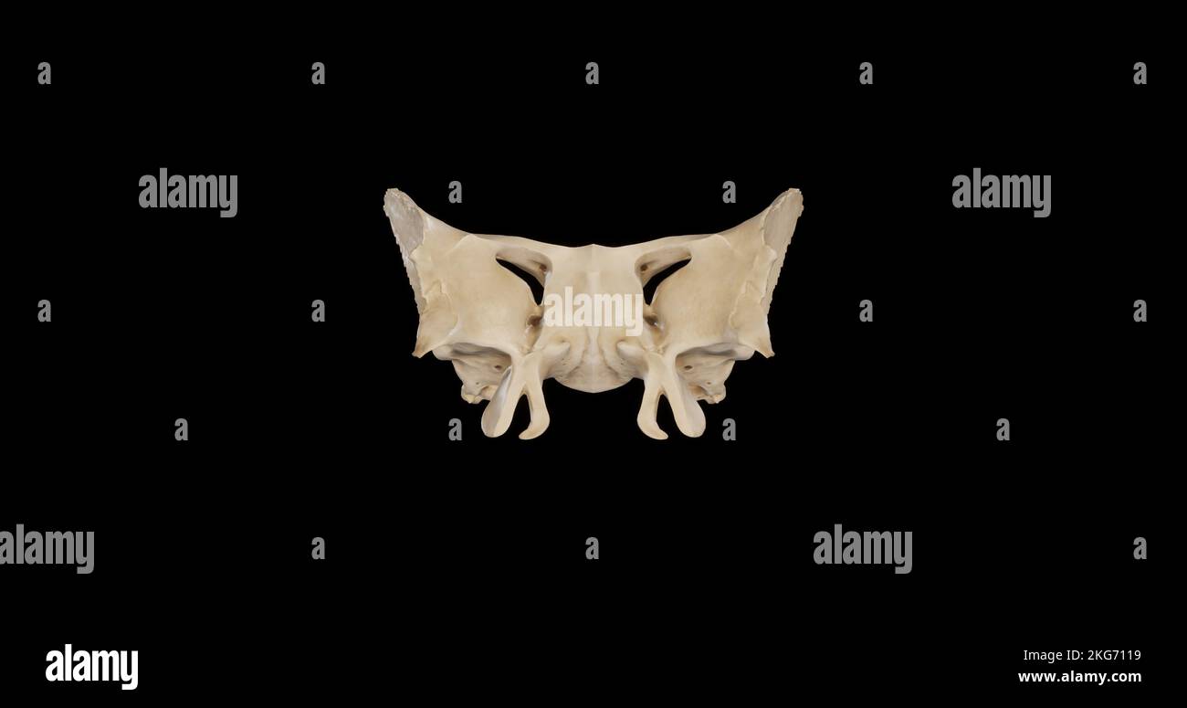 Anterior view of Sphenoid Bone Stock Photo - Alamy
