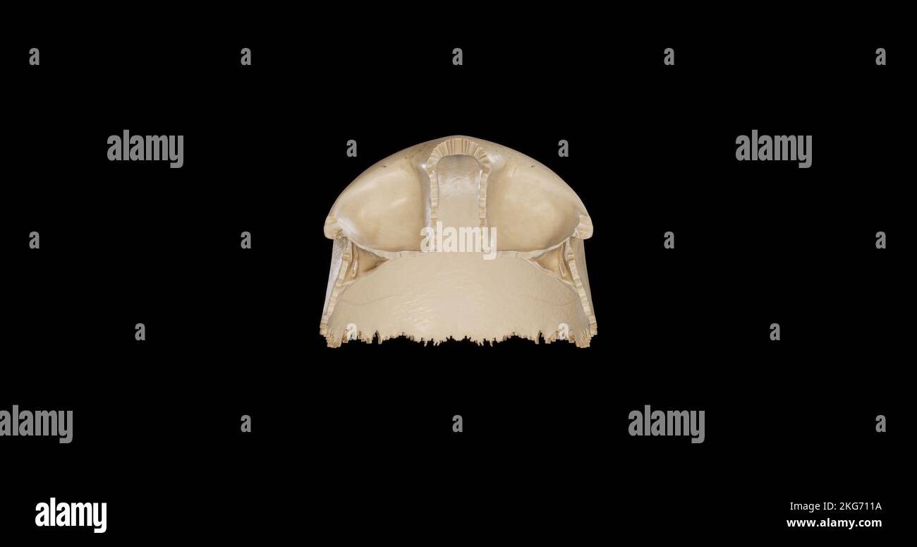 Posterior nasal spine hi-res stock photography and images - Alamy