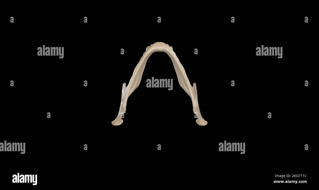 Temporomandibular joint hi-res stock photography and images - Alamy