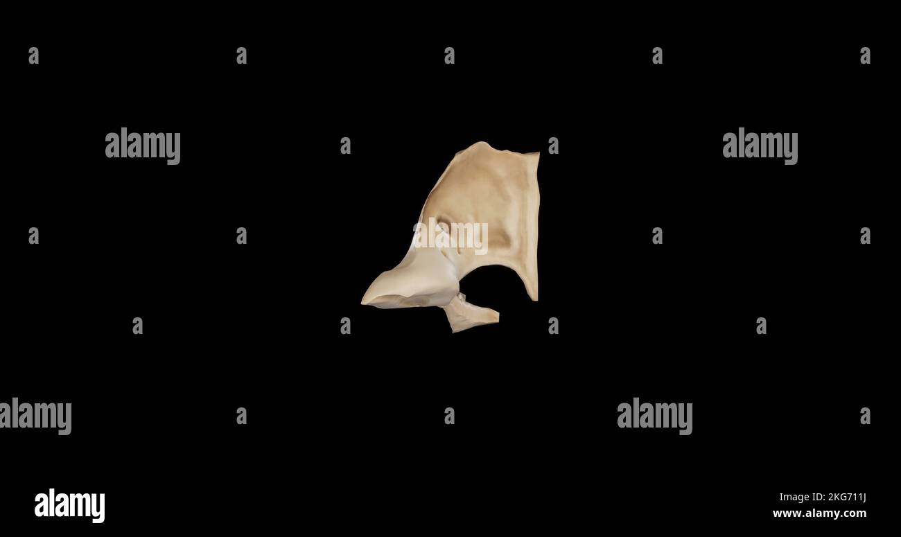 Inferior maxillary bone hi-res stock photography and images - Alamy