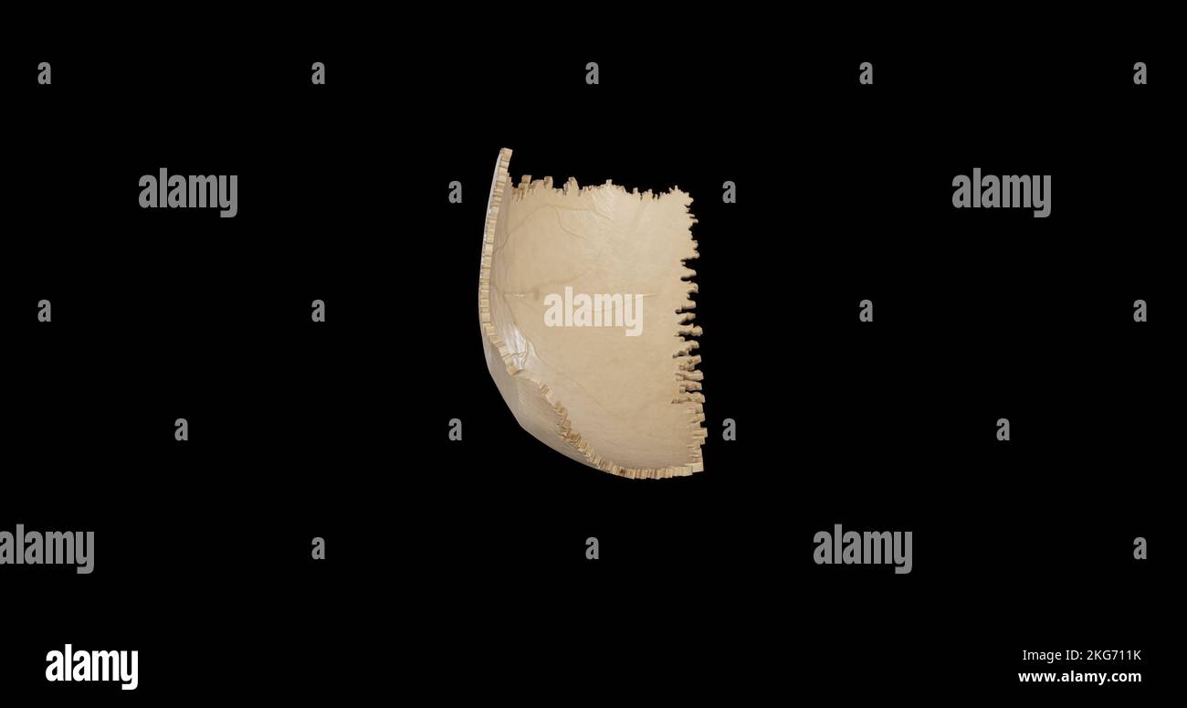 Sagittal suture of parietal bone hi-res stock photography and images ...