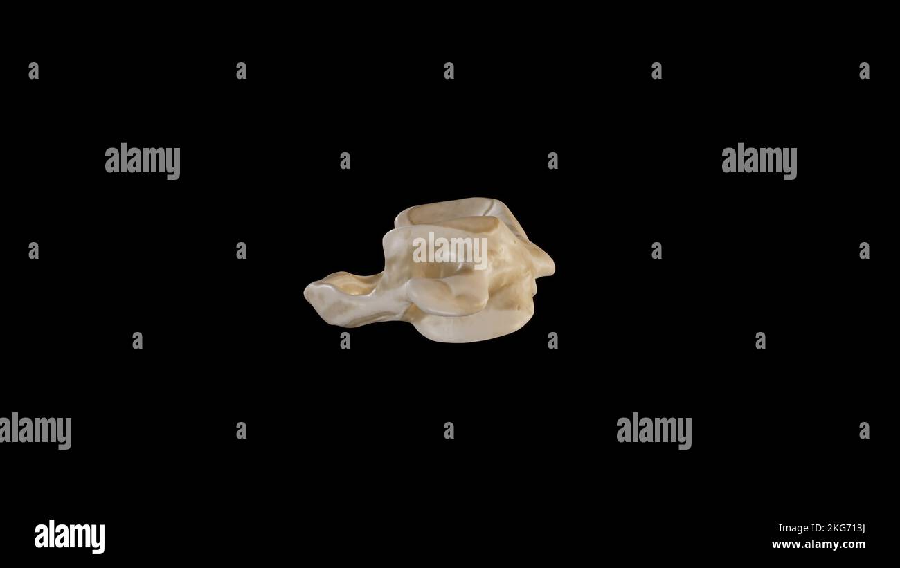 Lateral view of First Cervical Vertebra (Atlas Stock Photo - Alamy