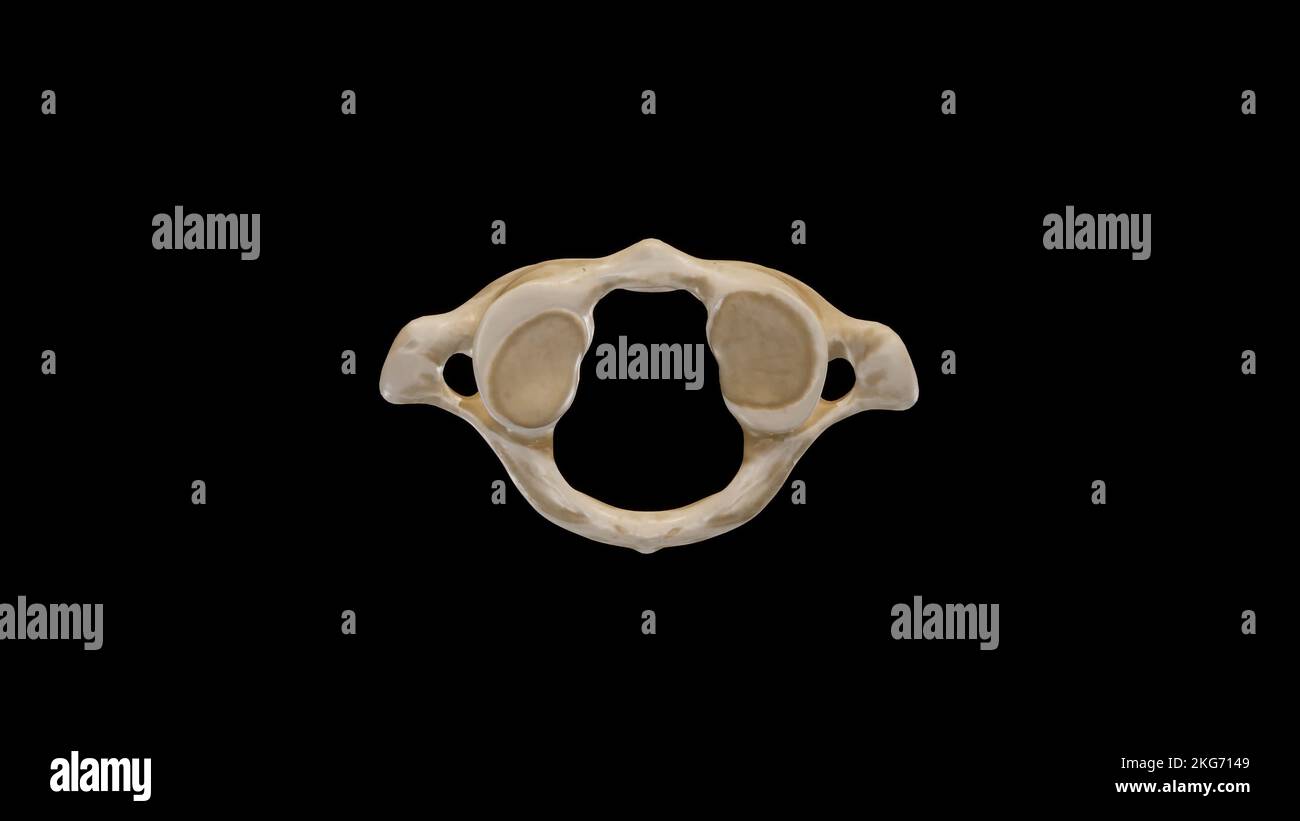 Atlas vertebra hi-res stock photography and images - Alamy