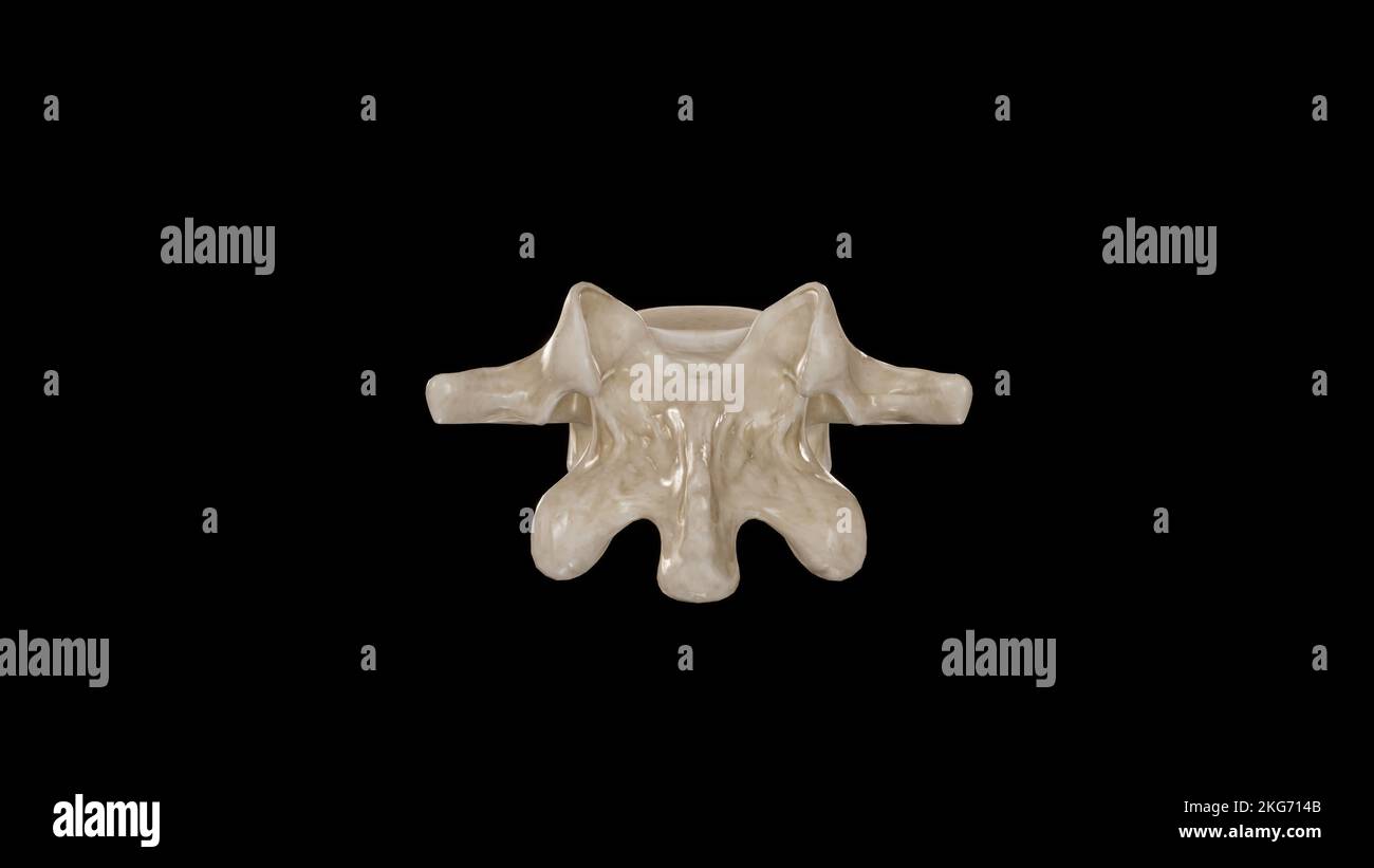 Posterior view of Third Lumbar Vertebra (L3 Stock Photo - Alamy