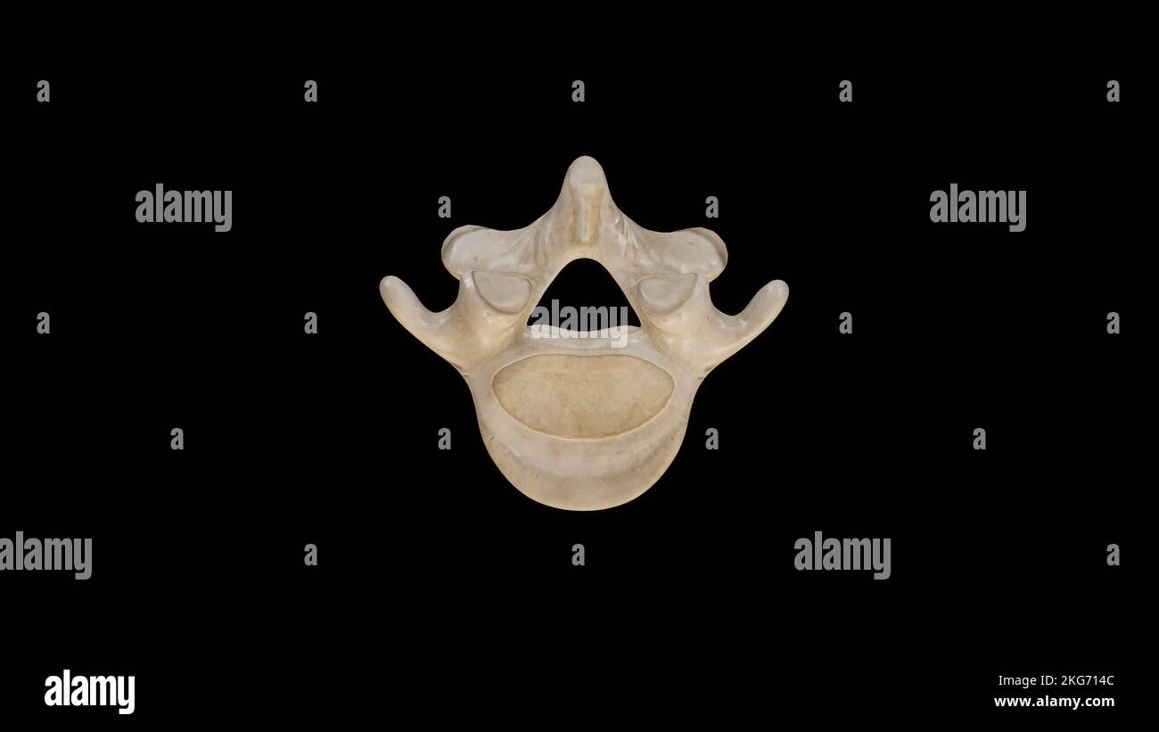 Superior view of Fifth Lumbar Vertebra (L5 Stock Photo - Alamy