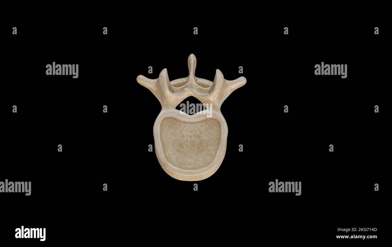 Superior view of First Lumbar Vertebra (L1 Stock Photo - Alamy