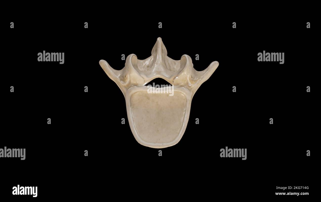 Superior view of Third Lumbar Vertebra (L3 Stock Photo - Alamy