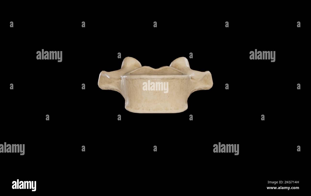 Anterior view of Fifth Lumbar Vertebra (L5 Stock Photo - Alamy