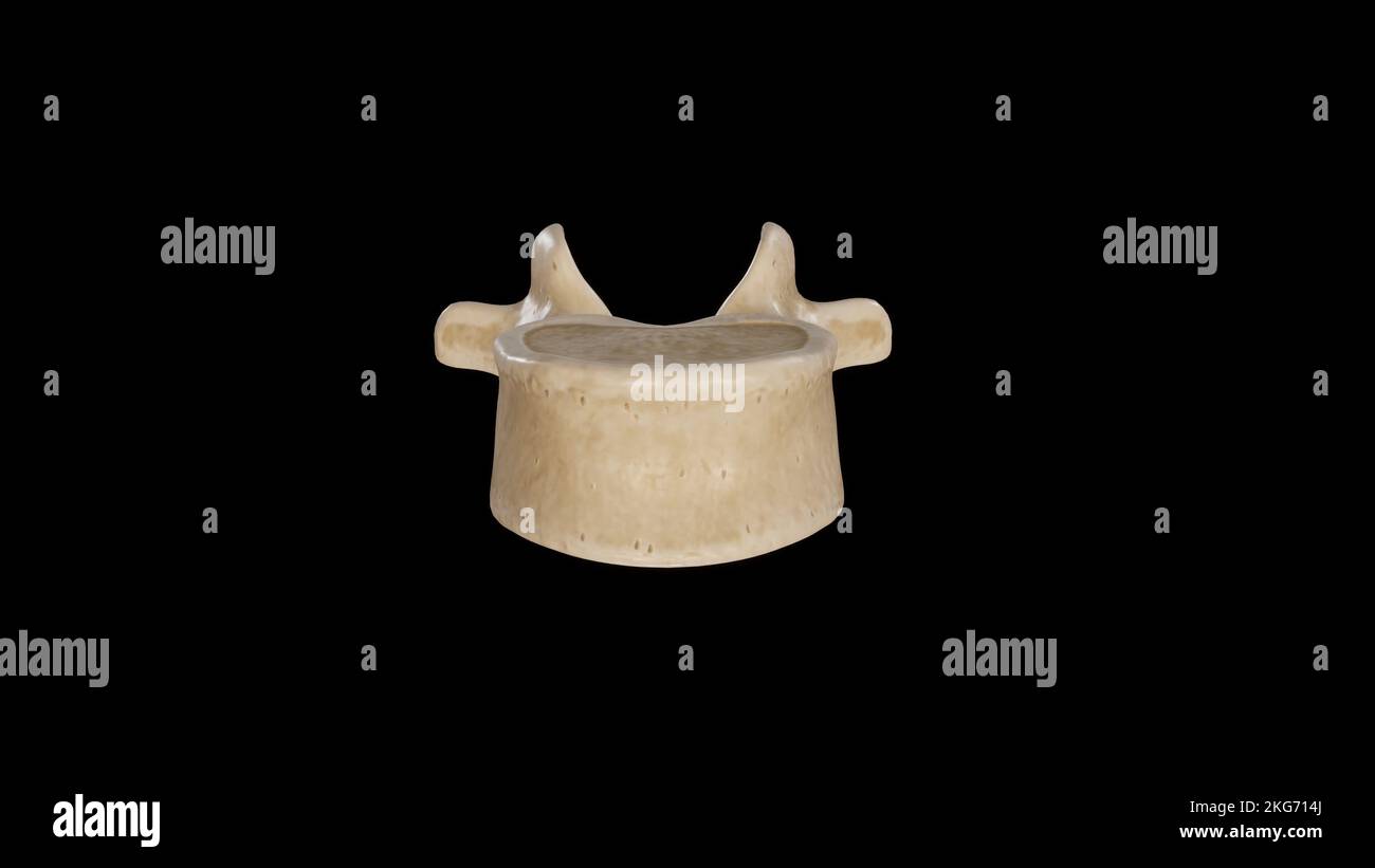 Anterior view of First Lumbar Vertebra (L1 Stock Photo - Alamy