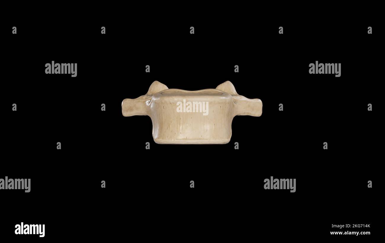 Anterior view of Fourth Lumbar Vertebra (L4 Stock Photo - Alamy