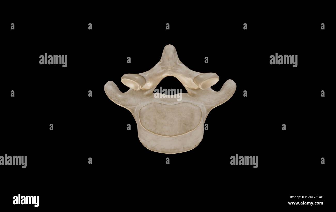 Inferior view of Fifth Lumbar Vertebra (L5 Stock Photo - Alamy