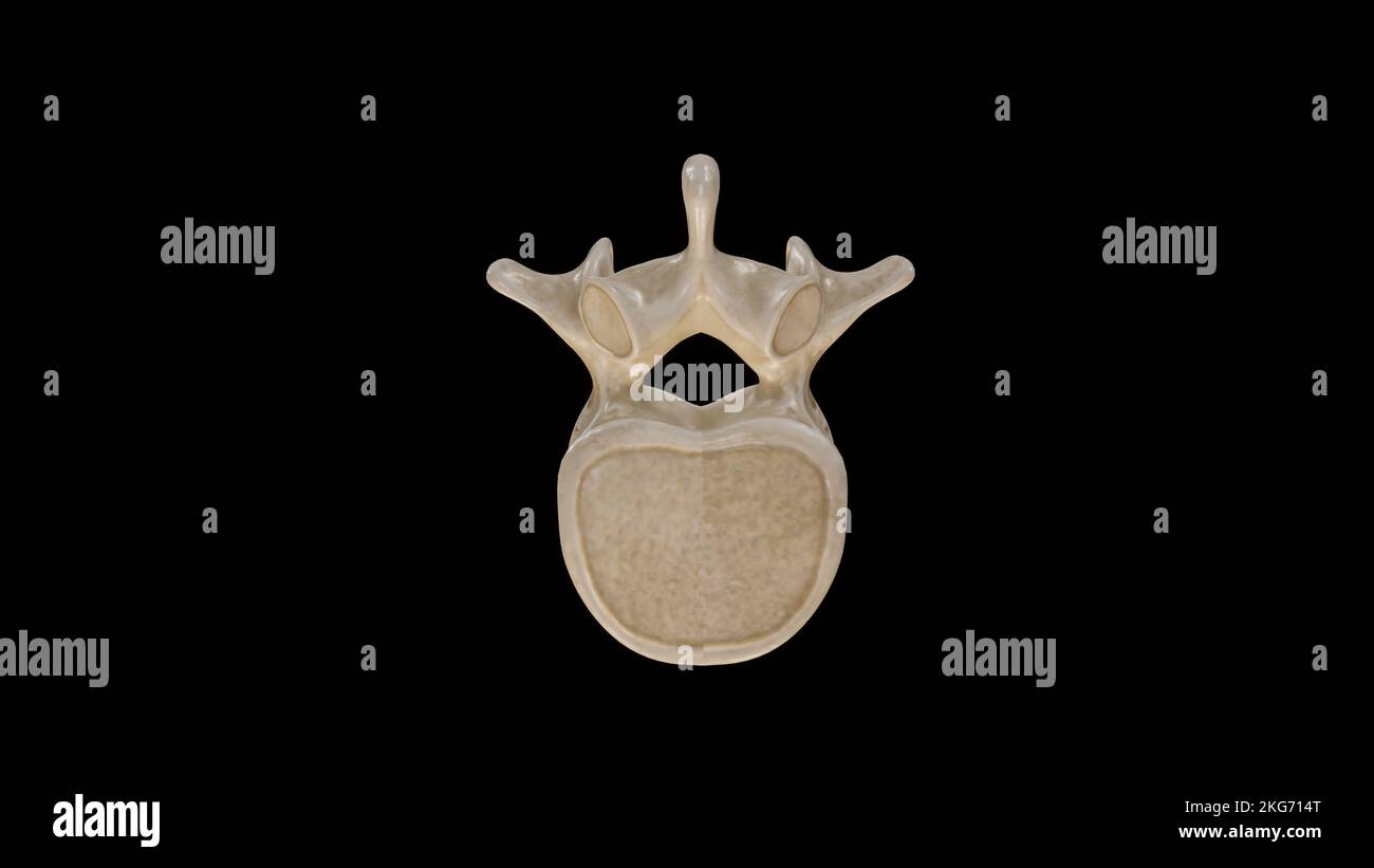 Inferior view of First Lumbar Vertebra (L1 Stock Photo - Alamy