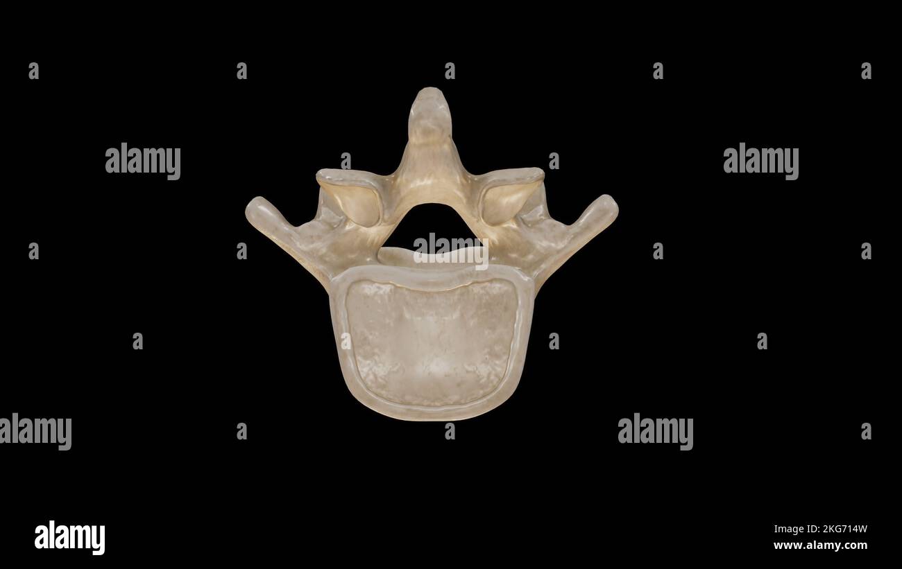 Inferior view of Fourth Lumbar Vertebra (L4 Stock Photo - Alamy