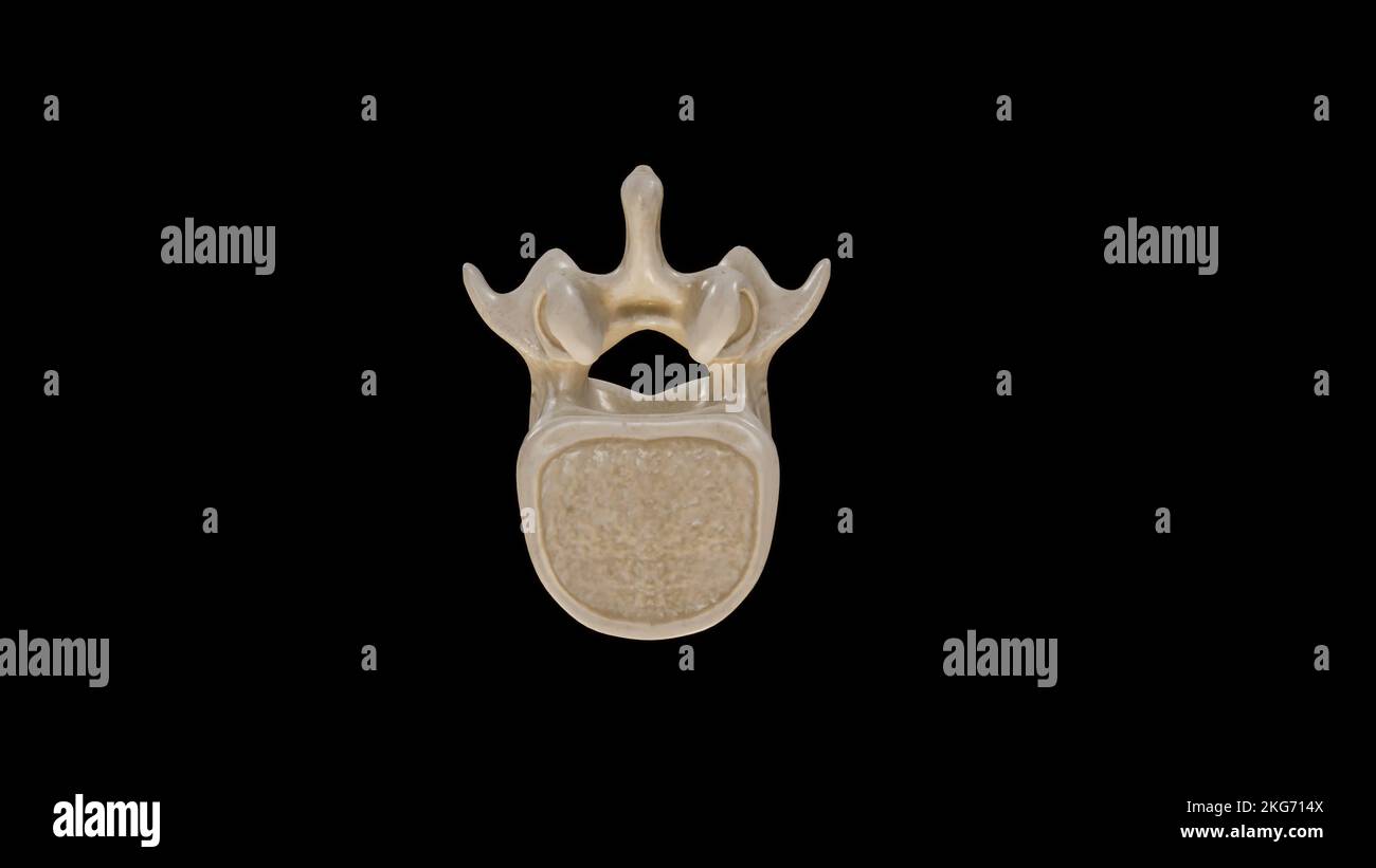 Inferior view of Second Lumbar Vertebra (L2 Stock Photo - Alamy