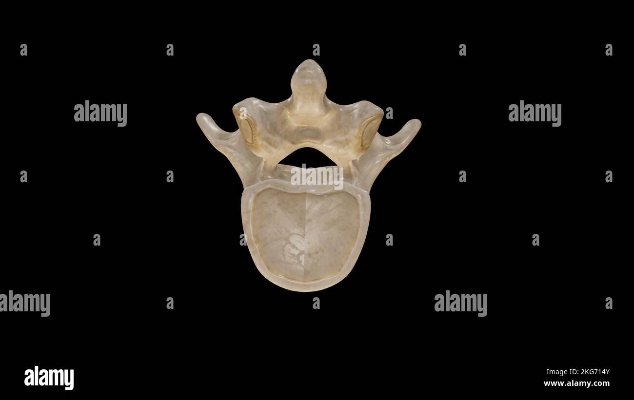 Inferior view of Third Lumbar Vertebra (L3 Stock Photo - Alamy