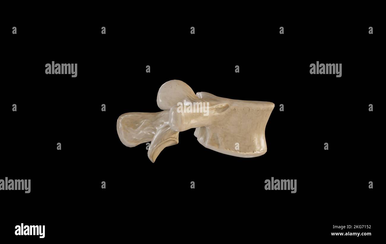 Lateral view of Fourth Lumbar Vertebra (L4 Stock Photo - Alamy