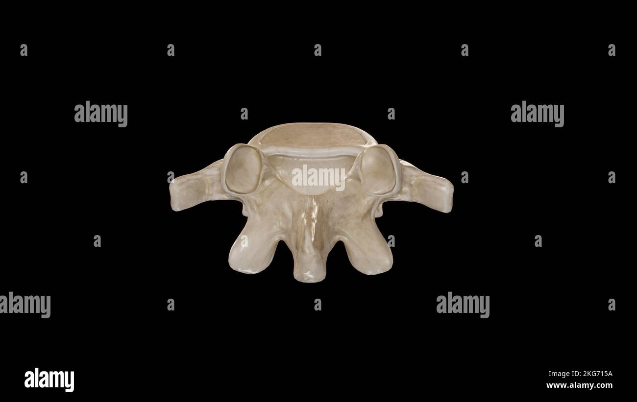 Posterior view of Fourth Lumbar Vertebra (L4 Stock Photo - Alamy