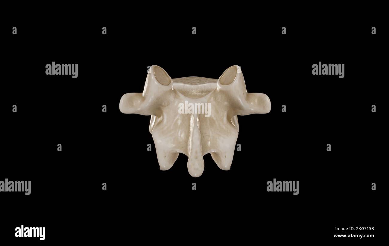 Posterior view of Second Lumbar Vertebra (L2 Stock Photo - Alamy
