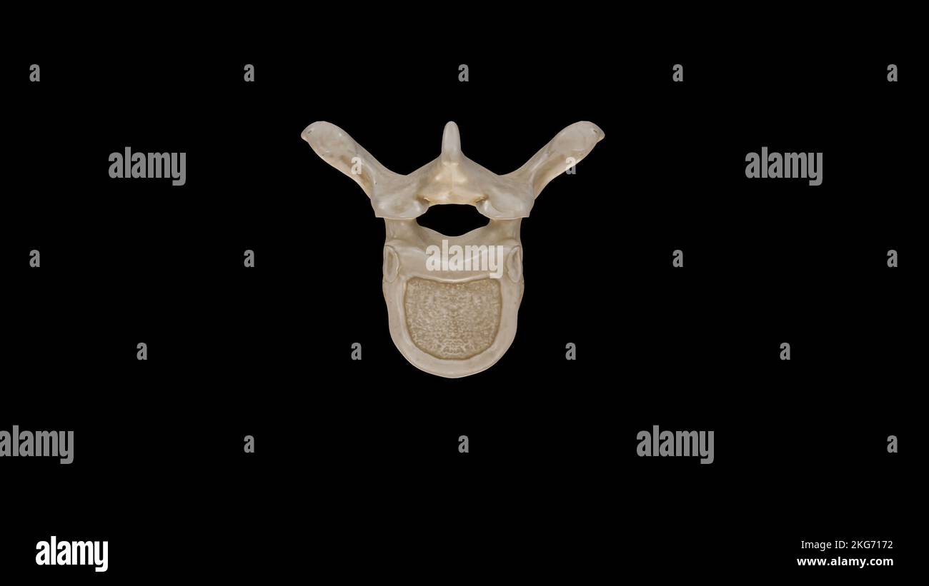 Inferior view of Sixth Thoracic Vertebra (T6 Stock Photo - Alamy
