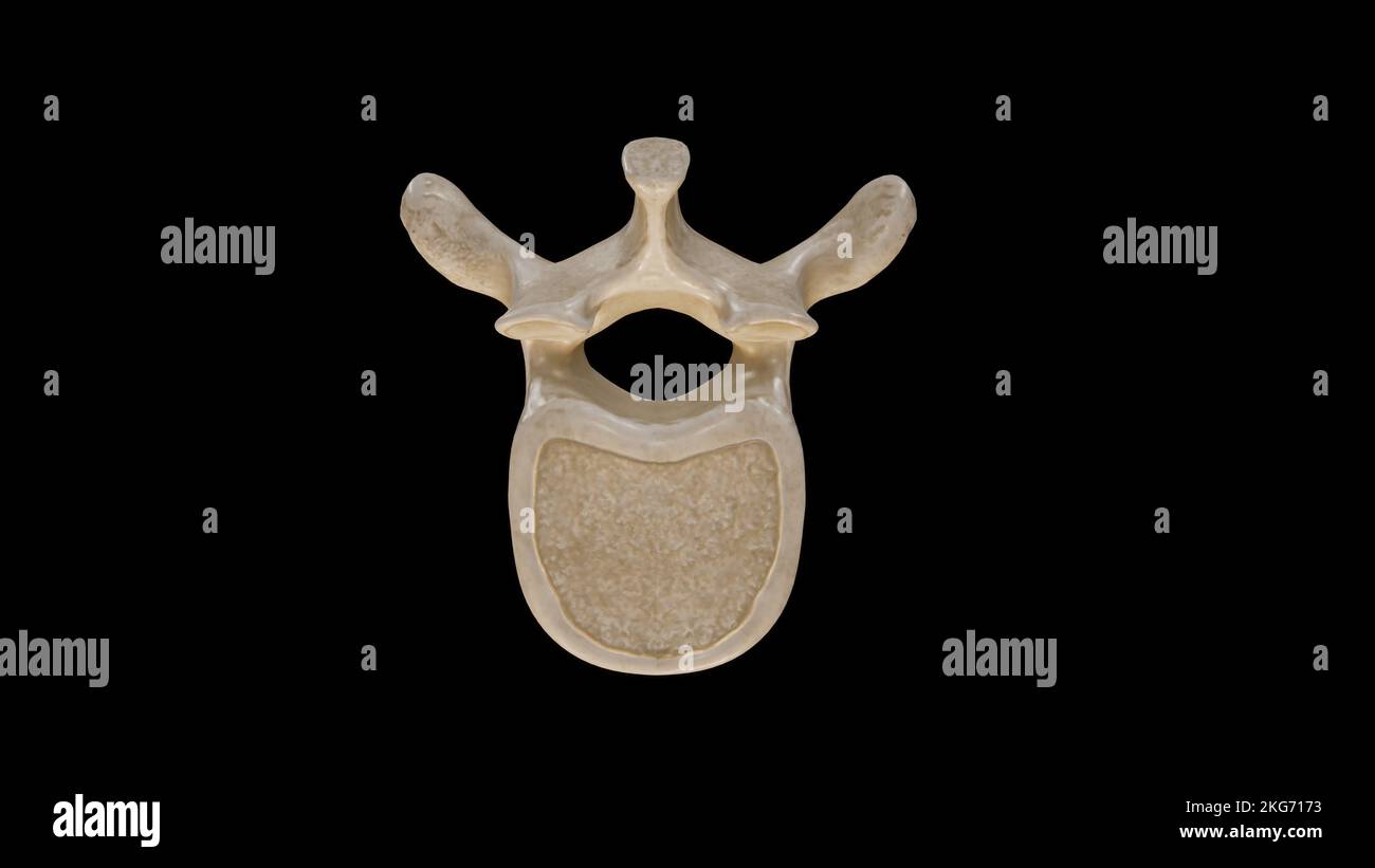 Inferior view of Tenth Thoracic Vertebra (T10 Stock Photo - Alamy