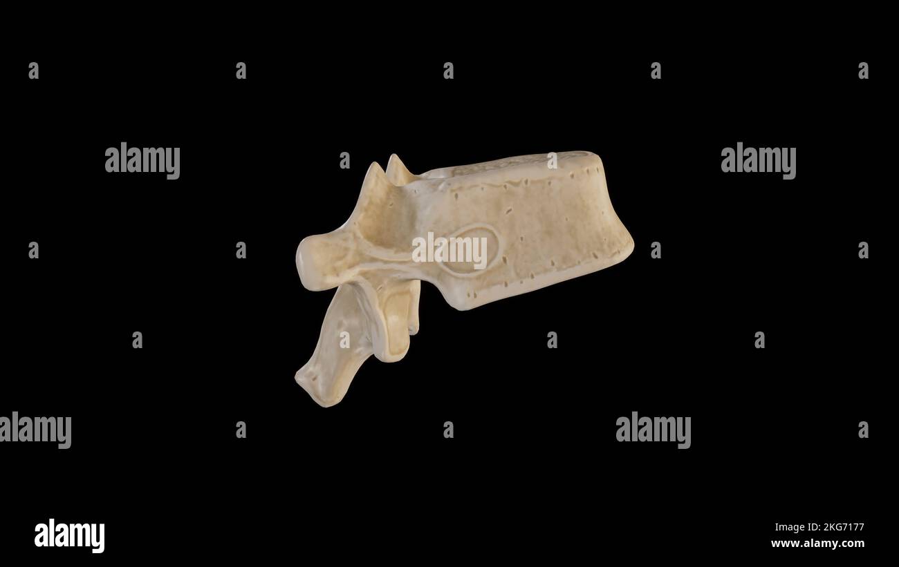 T11 thoracic vertebra hi-res stock photography and images - Alamy