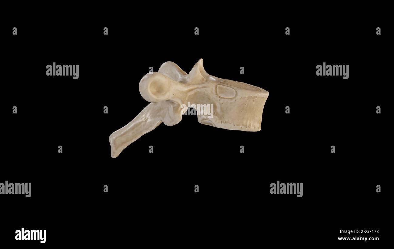 Lateral view of Fifth Thoracic Vertebra (T5 Stock Photo - Alamy