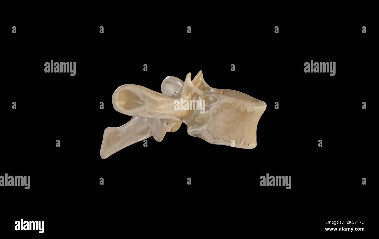 T4 vertebra hi-res stock photography and images - Alamy