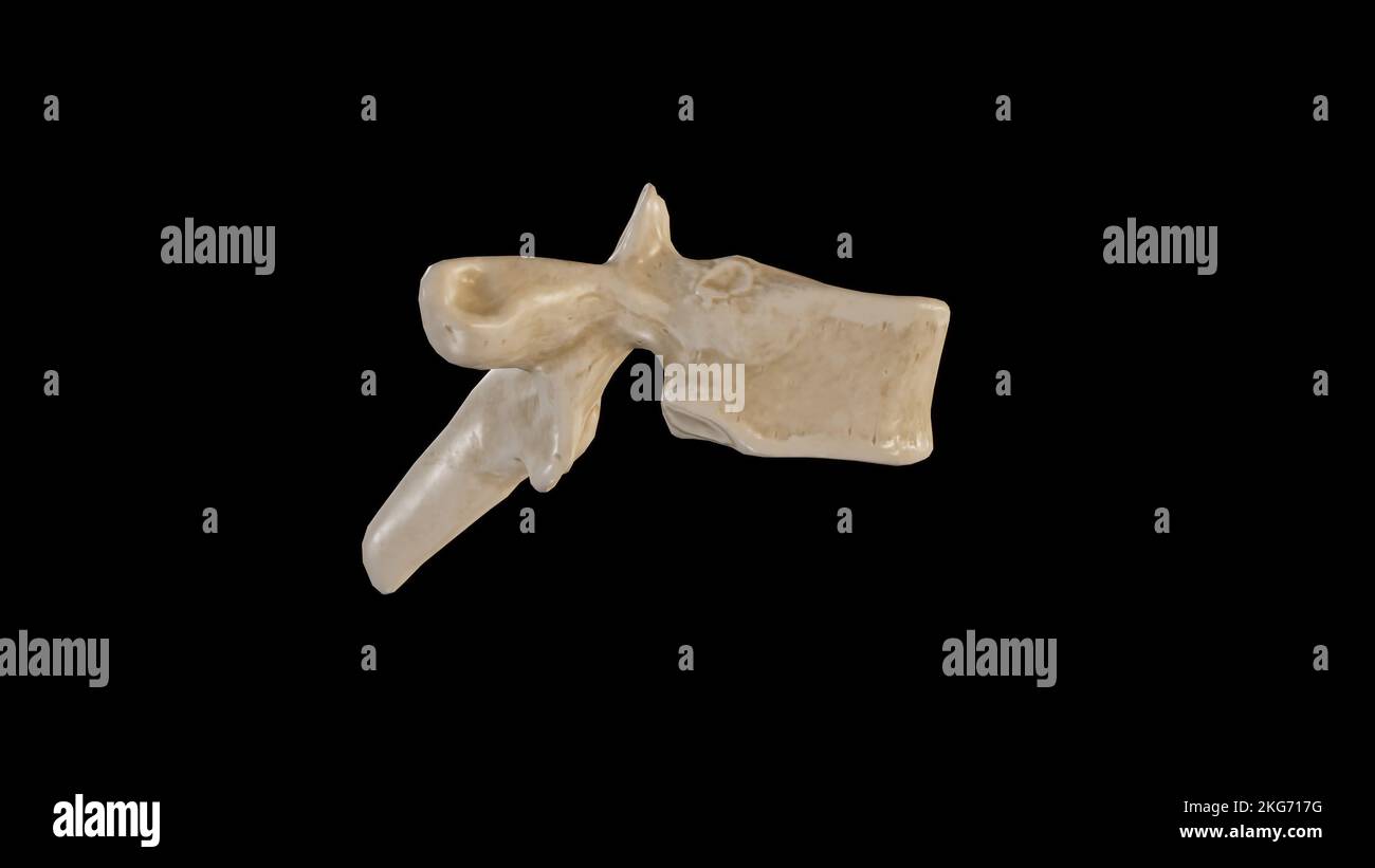 Seventh thoracic vertebra hi-res stock photography and images - Alamy