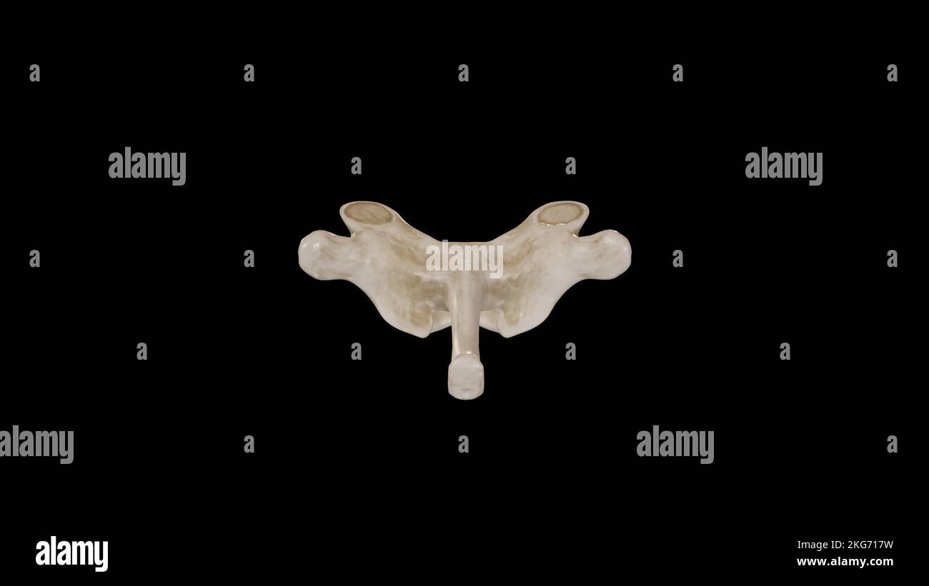 Posterior view of First Thoracic Vertebra (T1 Stock Photo - Alamy