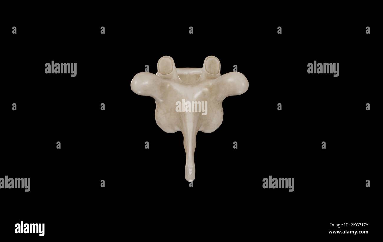 Posterior view of Ninth Thoracic Vertebra (T9 Stock Photo - Alamy