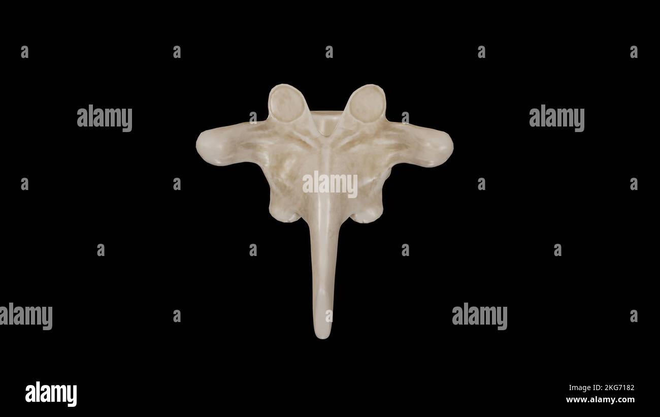Posterior view of Seventh Thoracic Vertebra (T7 Stock Photo - Alamy