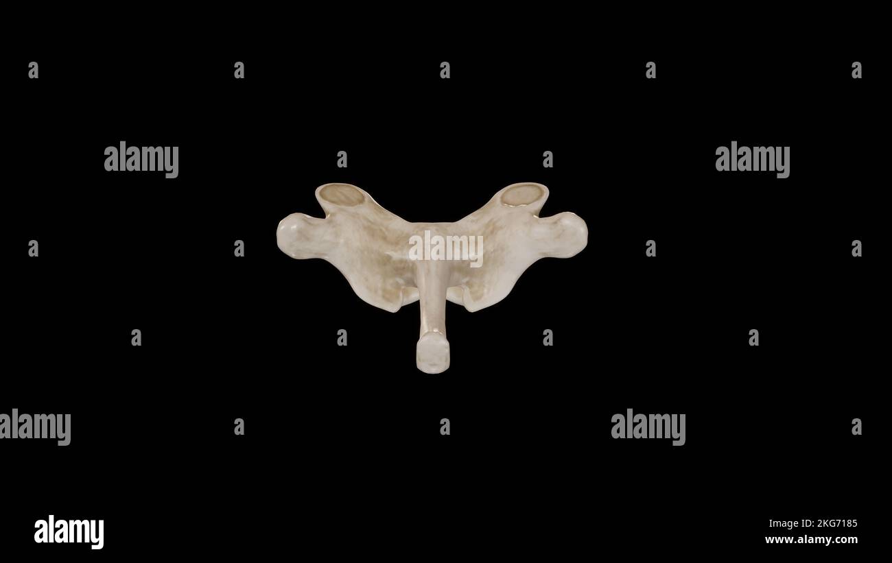 Posterior view of Third Thoracic Vertebra (T3 Stock Photo - Alamy